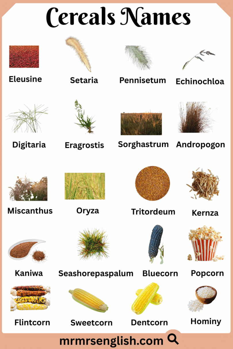 Cereals Names in English with Their Pictures - MR MRS ENGLISH