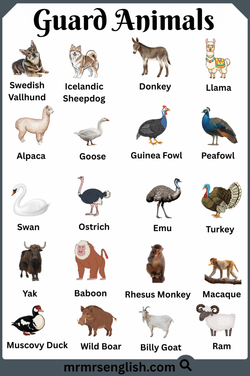 Guard Animals Names in English with Their Pictures - MR MRS ENGLISH