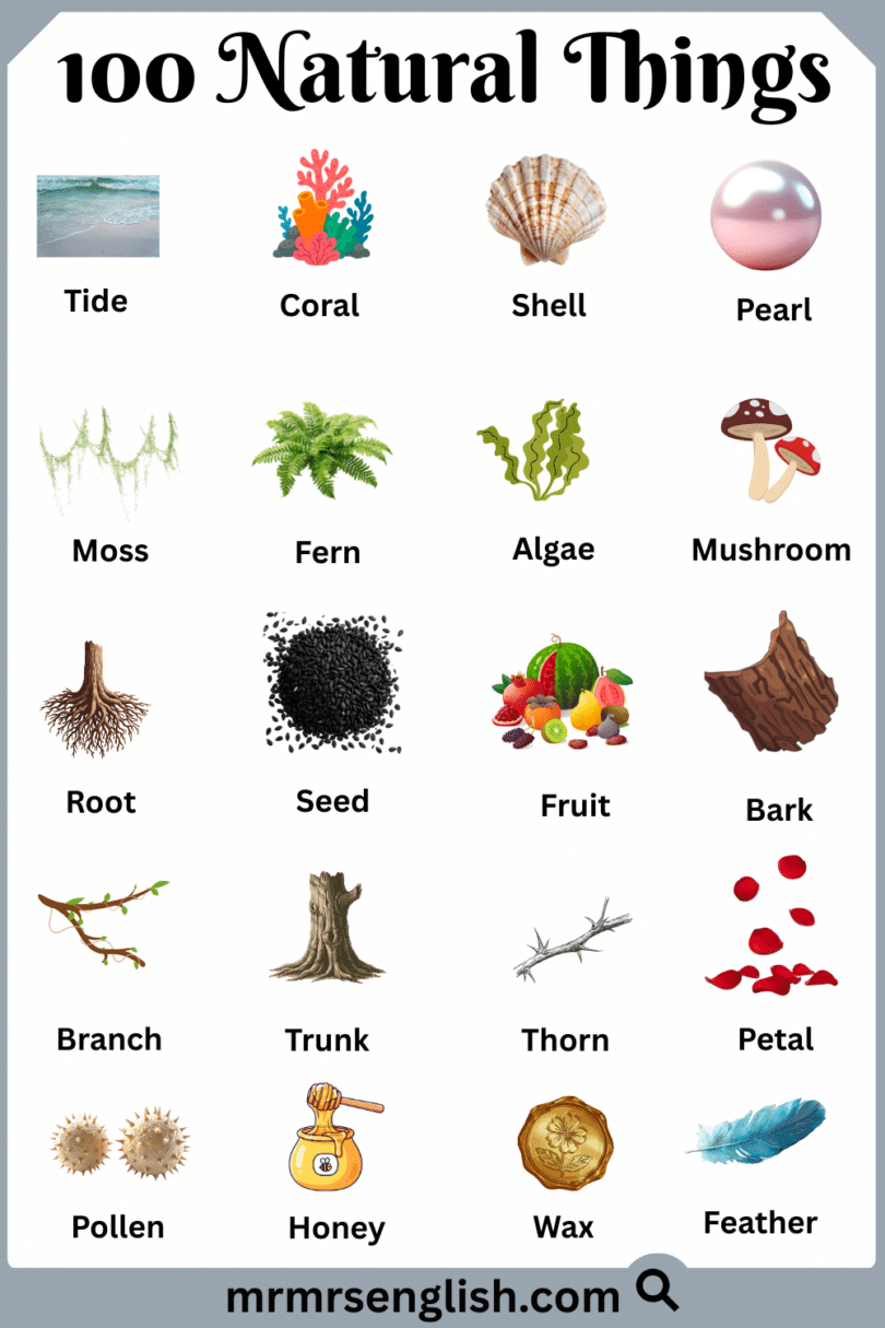 100 Natural Things Names in English with Their Pictures - MR MRS ENGLISH