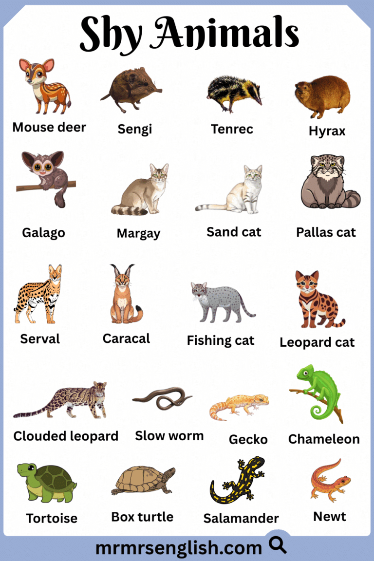 Shy Animals Names in English with Their Pictures - MR MRS ENGLISH