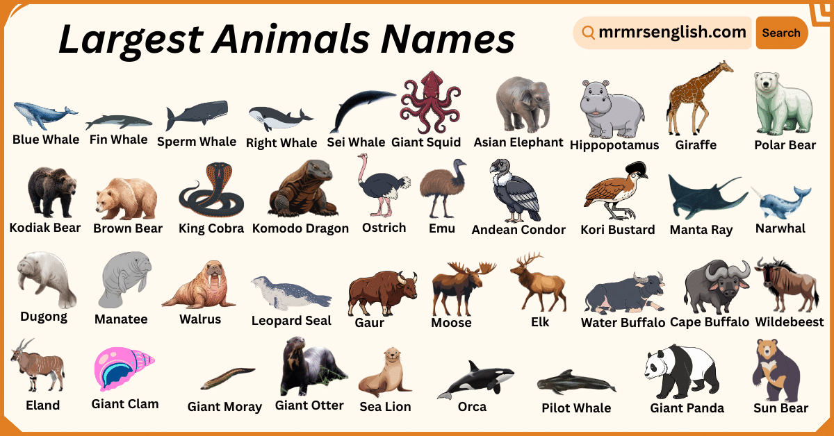 Largest Animals Names in English with Their Pictures - MR MRS ENGLISH