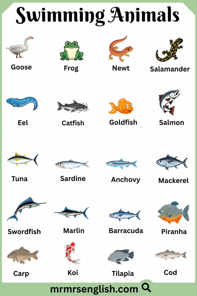 Swimming Animals Names in English with Their Pictures - MR MRS ENGLISH