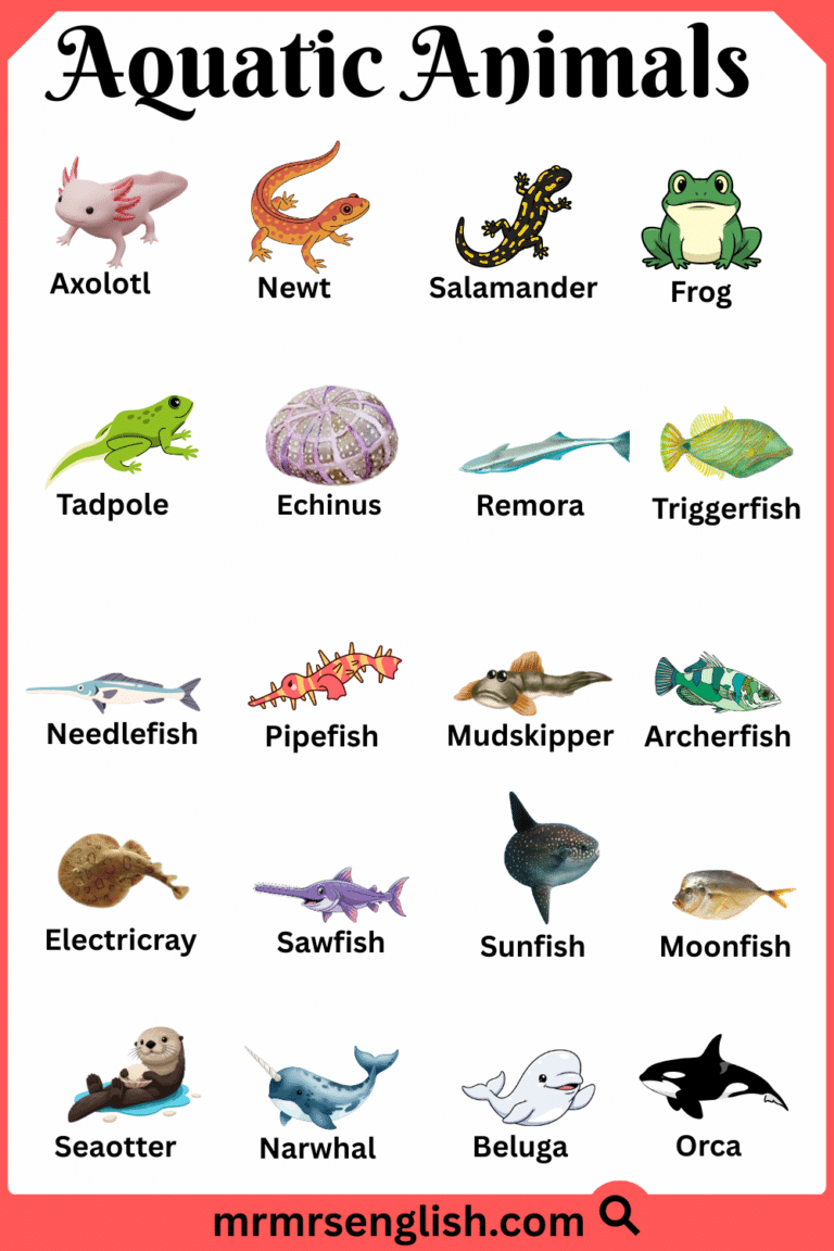 Aquatic Animals Names in English with Their Pictures - MR MRS ENGLISH