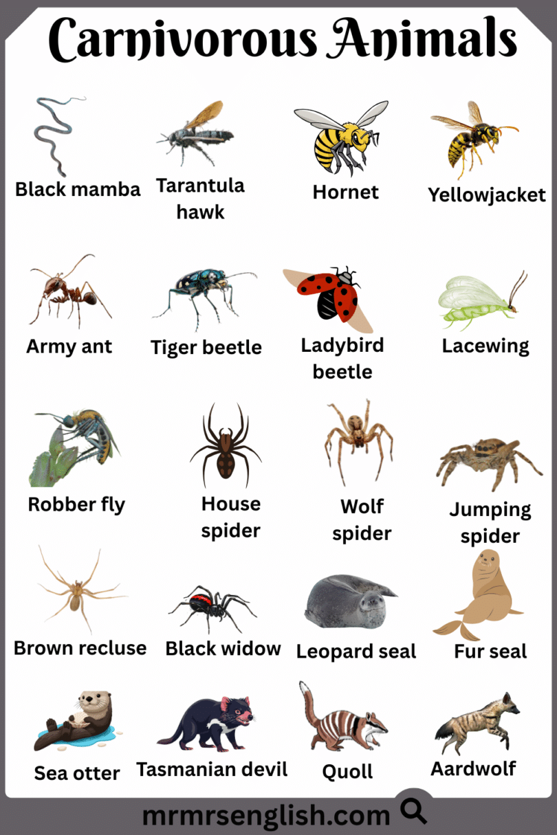 Carnivorous Animals Names in English with Their Pictures - MR MRS ENGLISH