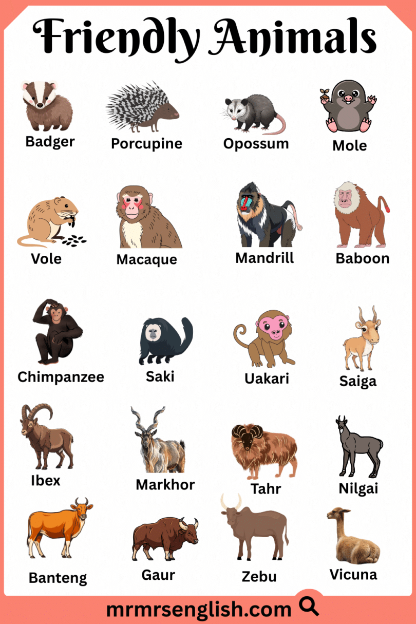 Friendly Animals Names in English with Their Pictures - MR MRS ENGLISH