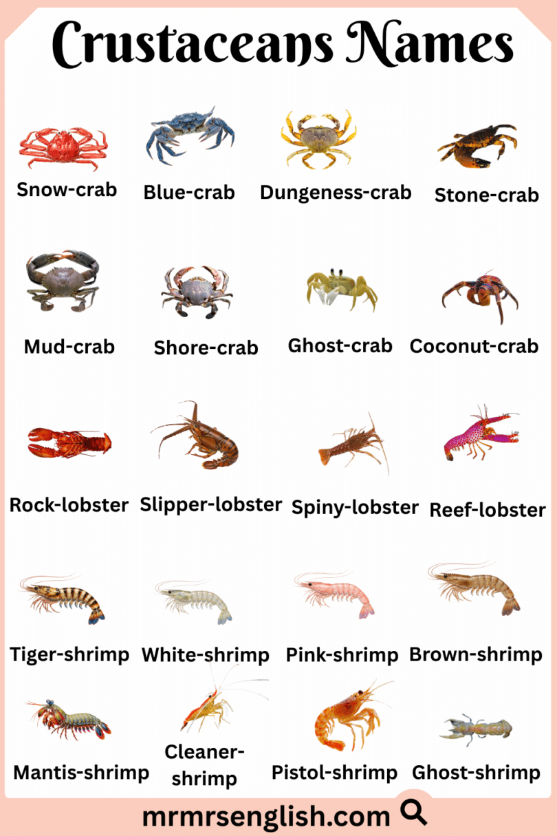 Crustaceans Names in English with Their Pictures - MR MRS ENGLISH