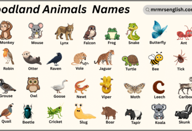 Different Types of Beans Names in English and Their pictures - MR MRS ...