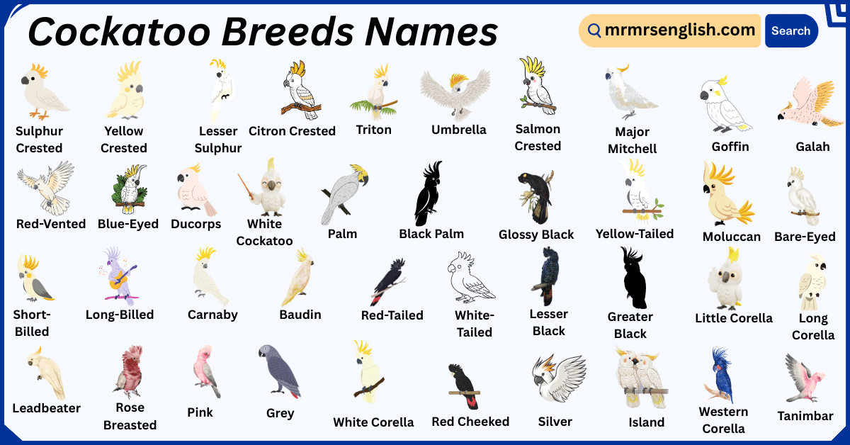 Cockatoo Breeds Names in English with Their Pictures - MR MRS ENGLISH
