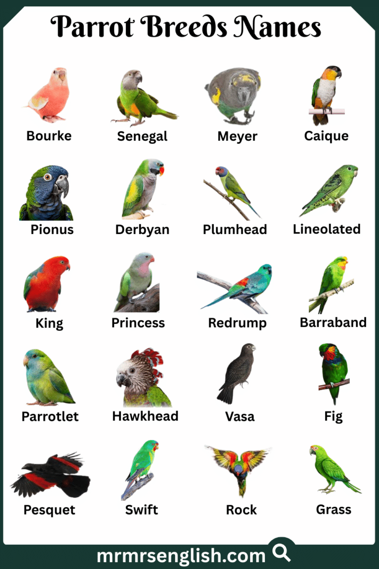 Parrot Breeds Names in English with Their Pictures - MR MRS ENGLISH