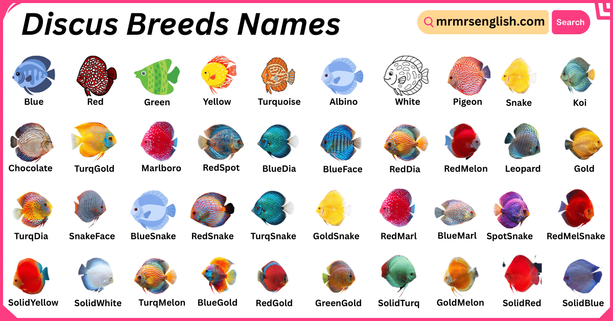 Discus Breeds Names in English with Their Pictures - MR MRS ENGLISH