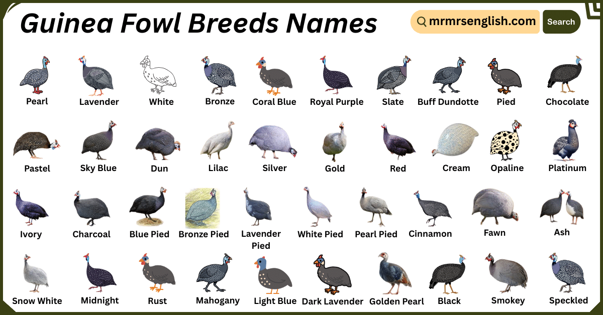 Guinea Fowl Breeds Names in English with Their Pictures - MR MRS ENGLISH