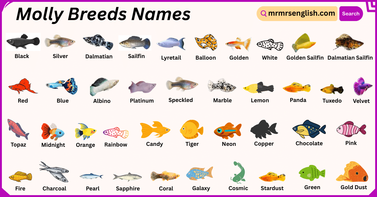 Molly Breeds Names in English with Their Pictures - MR MRS ENGLISH