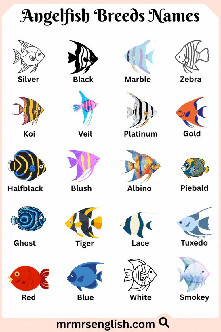 Angelfish Breeds Names in English with Their Pictures - MR MRS ENGLISH