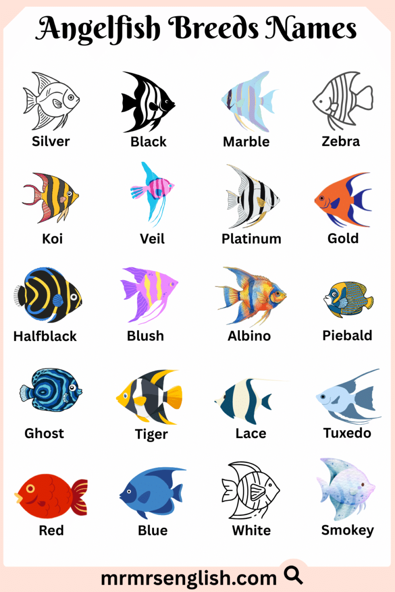 Angelfish Breeds Names in English with Their Pictures - MR MRS ENGLISH