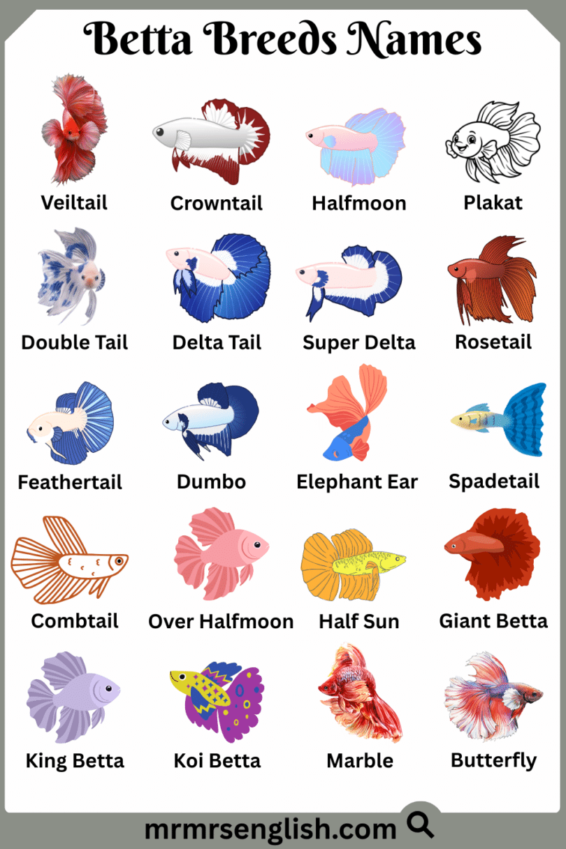 Betta Breeds Names in English with Their Pictures - MR MRS ENGLISH