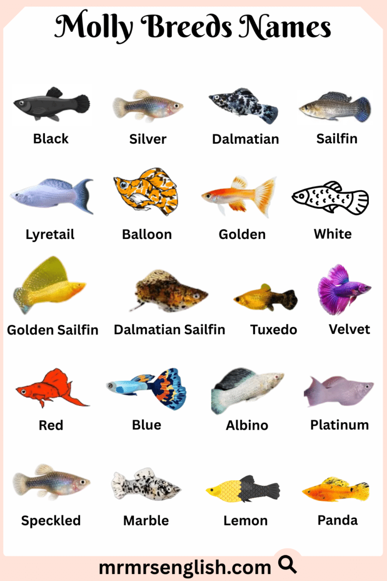 Molly Breeds Names in English with Their Pictures - MR MRS ENGLISH