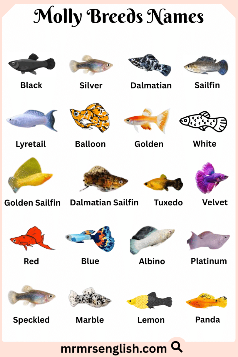Molly Breeds Names in English with Their Pictures - MR MRS ENGLISH