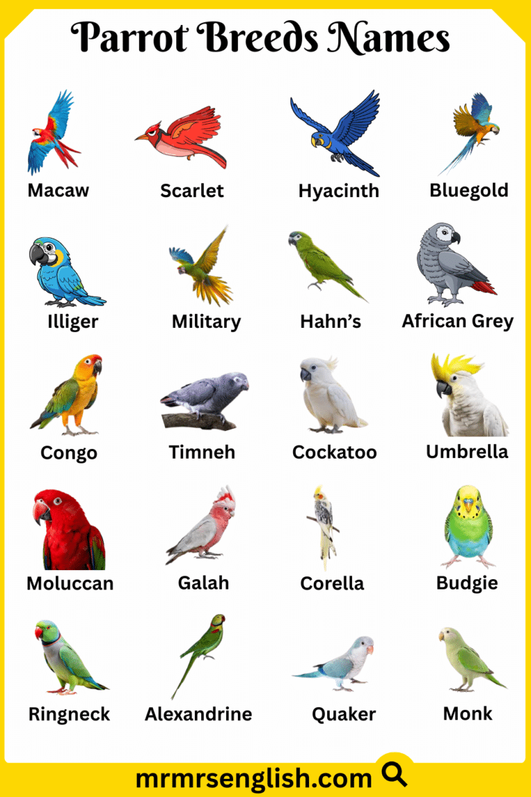 Parrot Breeds Names in English with Their Pictures - MR MRS ENGLISH