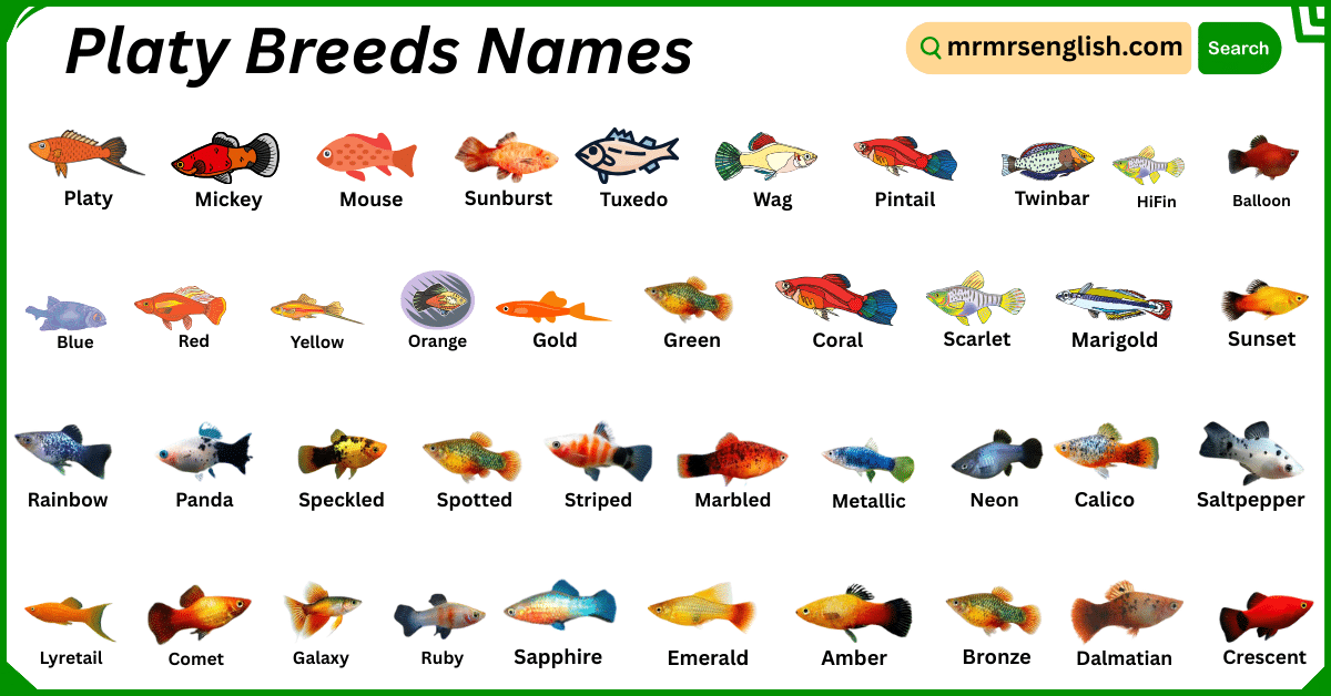 Platy Breeds Names in English with Their Pictures - MR MRS ENGLISH