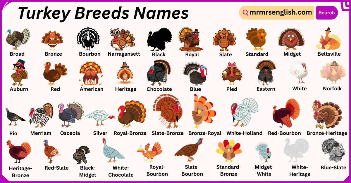 Turkey Breeds Names in English with Their Pictures - MR MRS ENGLISH