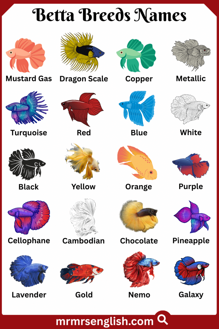 Betta Breeds Names in English with Their Pictures - MR MRS ENGLISH