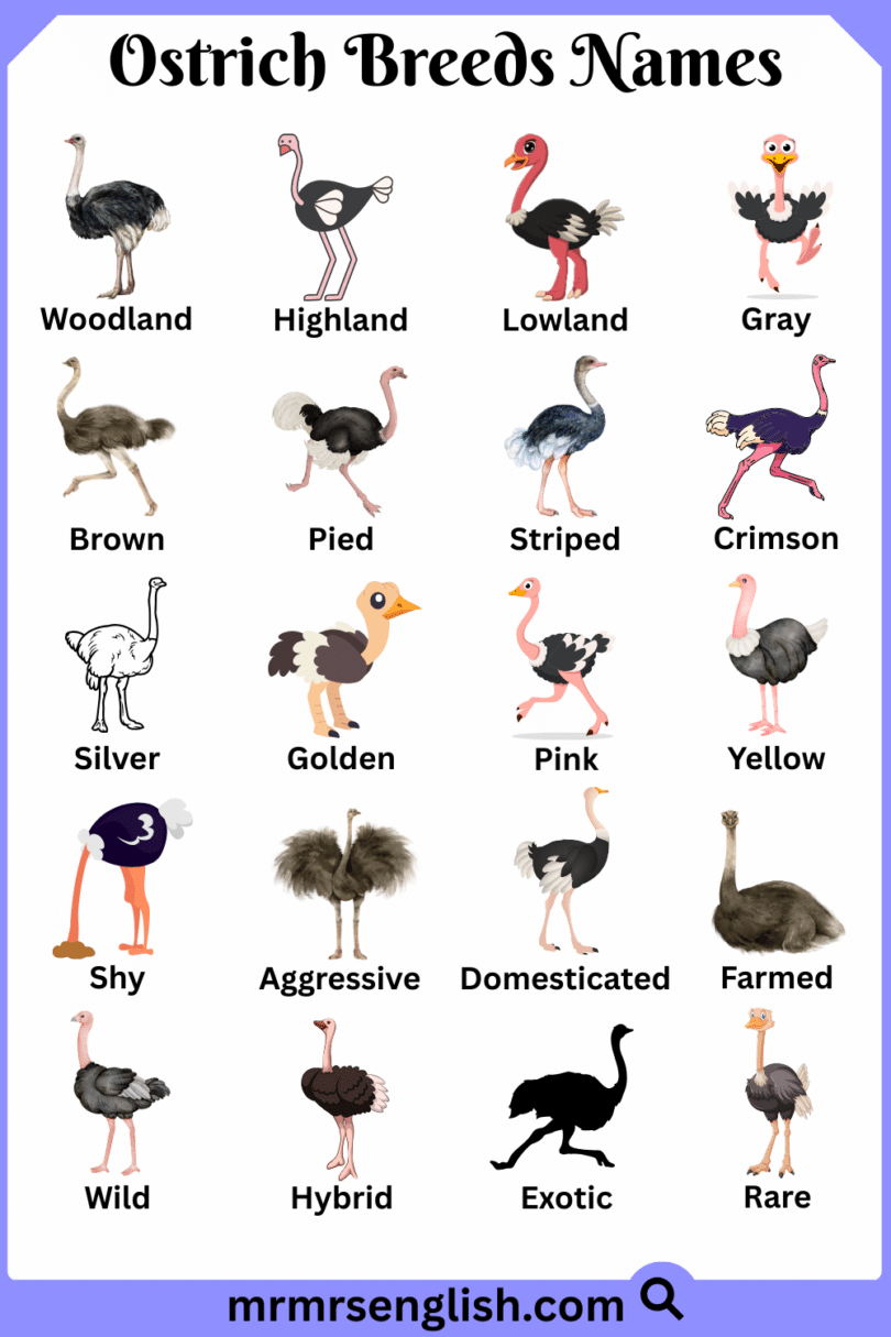 Ostrich Breeds Names in English with Their Pictures - MR MRS ENGLISH