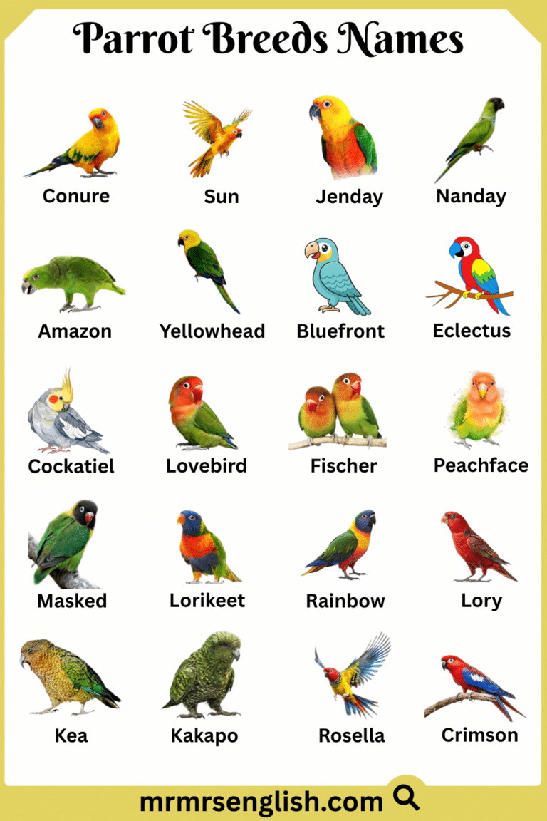 Parrot Breeds Names in English with Their Pictures - MR MRS ENGLISH