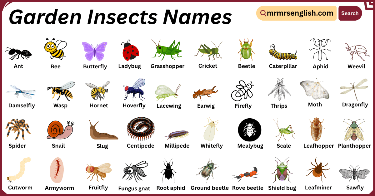 Garden Insects Names in English with Their Pictures - MR MRS ENGLISH