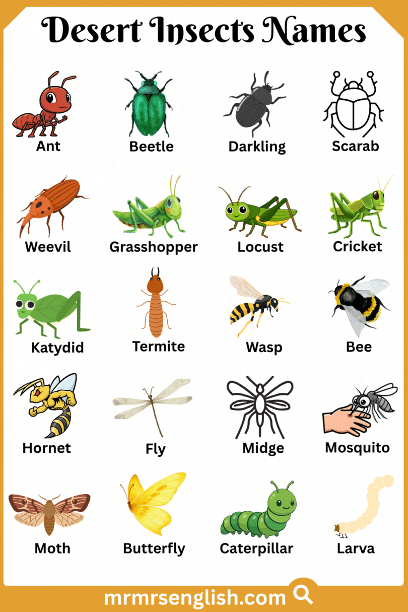 Desert Insects Names in English with Their Pictures - MR MRS ENGLISH