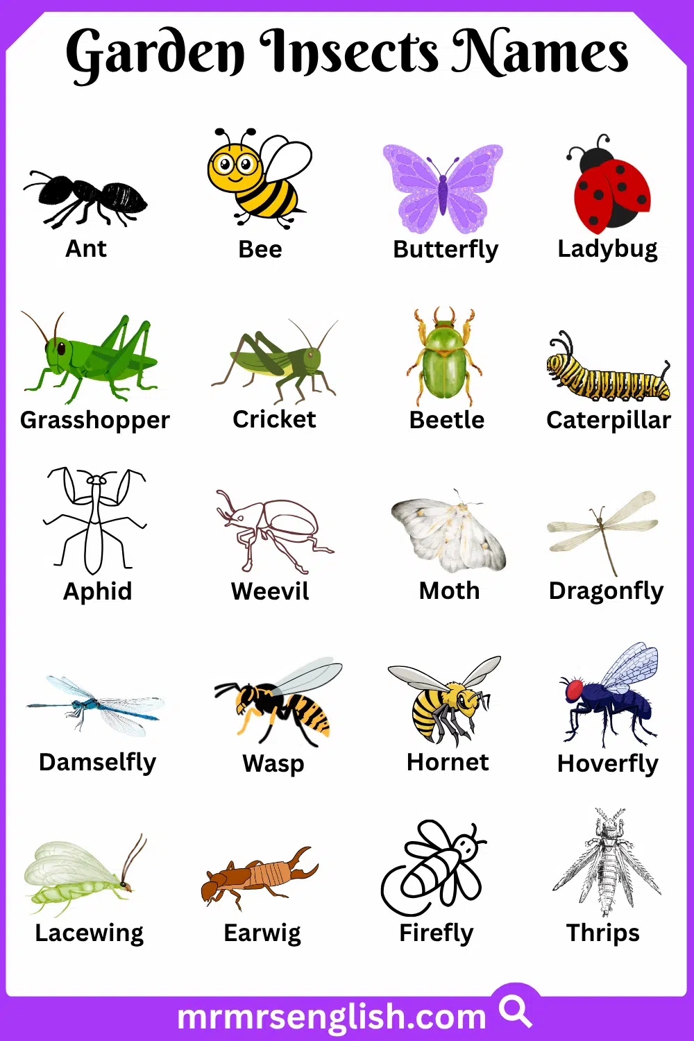 Garden Insects Names in English with Their Pictures - MR MRS ENGLISH