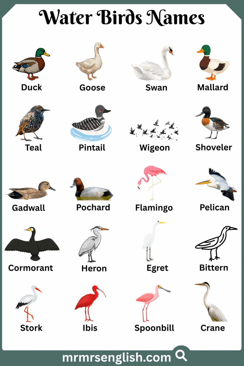 Water Birds Names in English with Their Pictures - MR MRS ENGLISH
