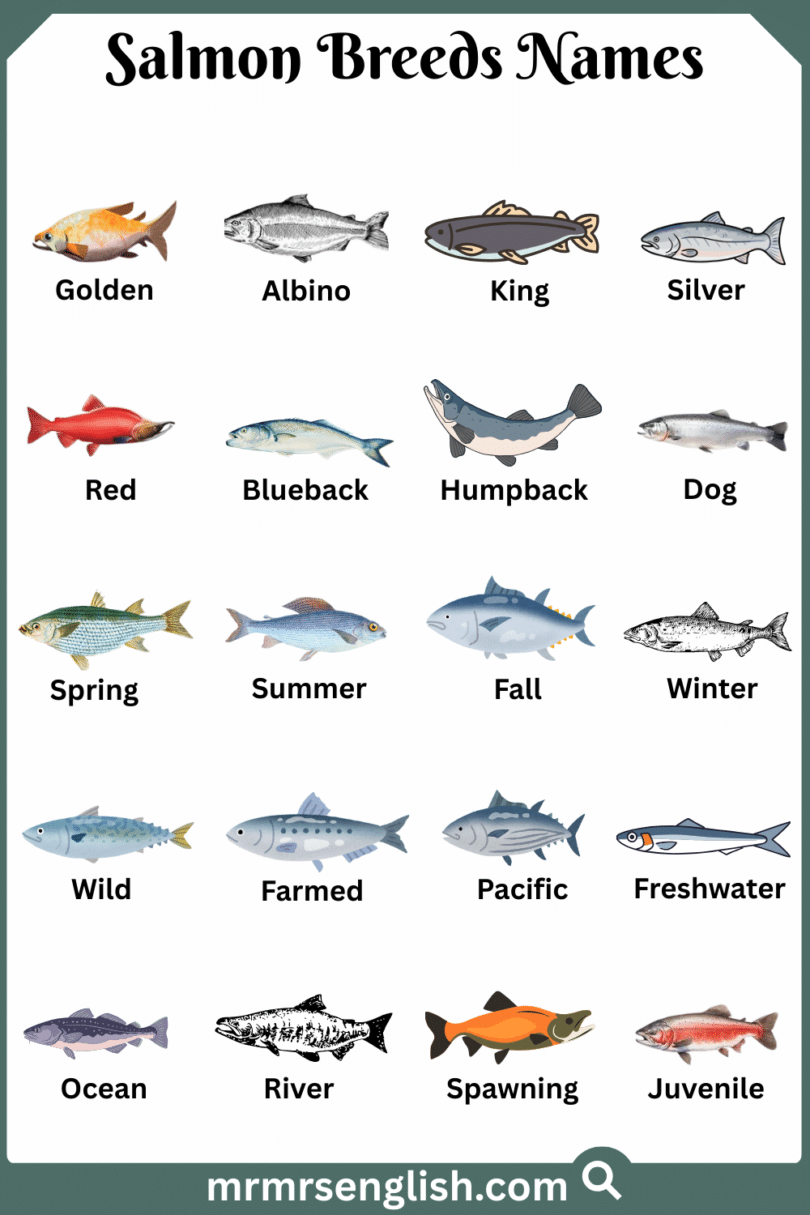 Salmon Breeds Names in English with Their Pictures - MR MRS ENGLISH