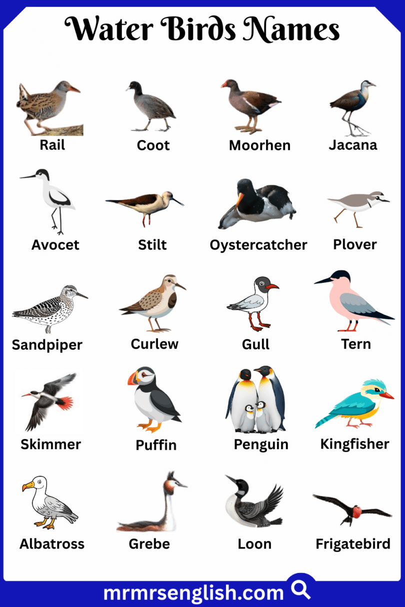 Water Birds Names in English with Their Pictures - MR MRS ENGLISH