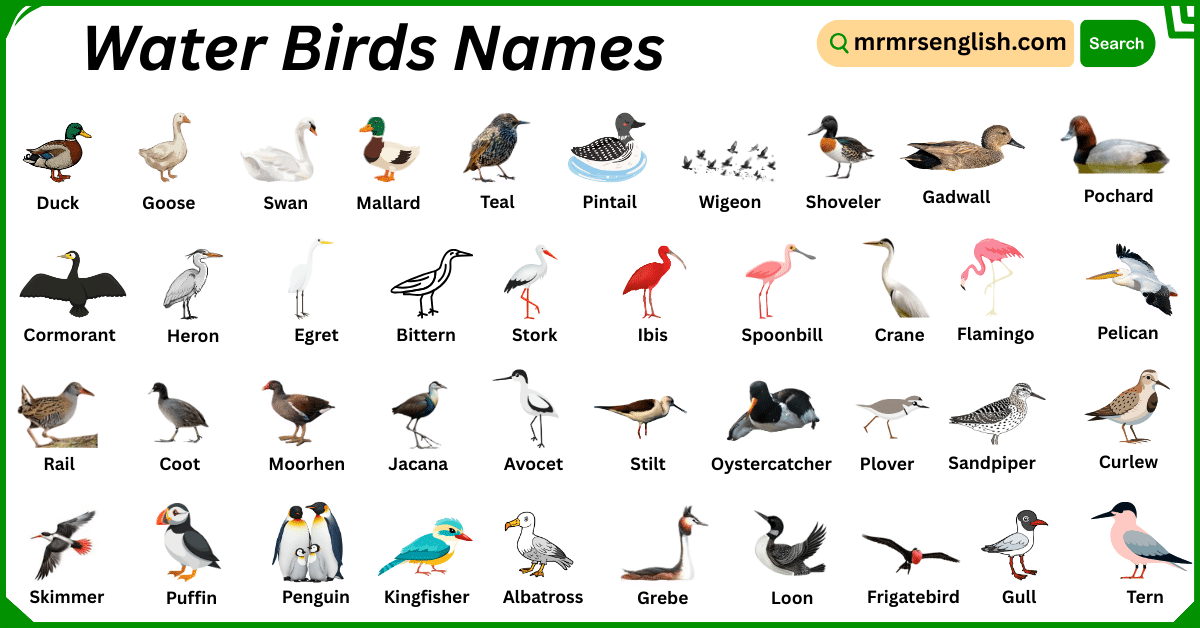 Water Birds Names in English with Their Pictures - MR MRS ENGLISH