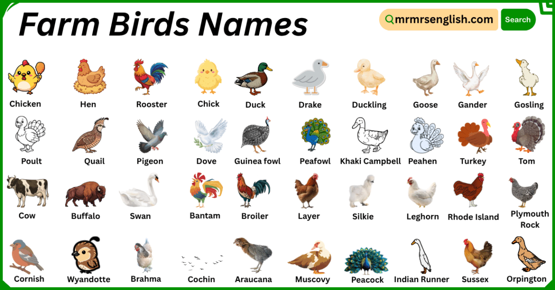 Farm Birds Names in English with Their Pictures - MR MRS ENGLISH