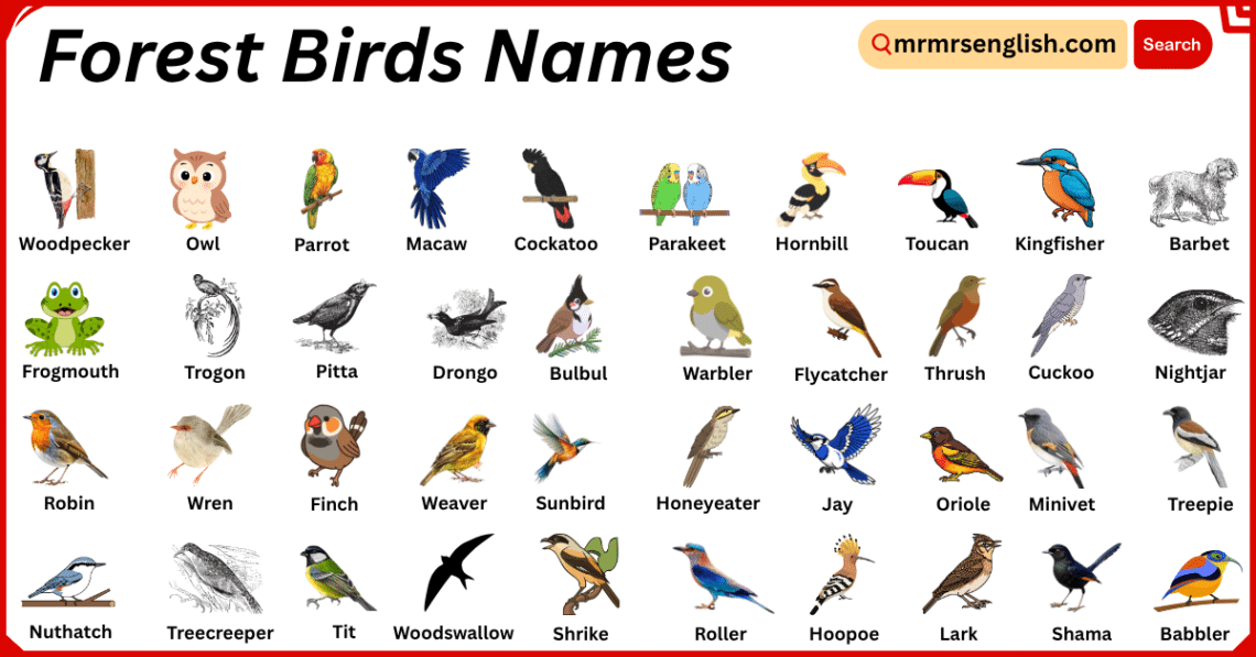 Forest Birds Names in English with Their Pictures - MR MRS ENGLISH