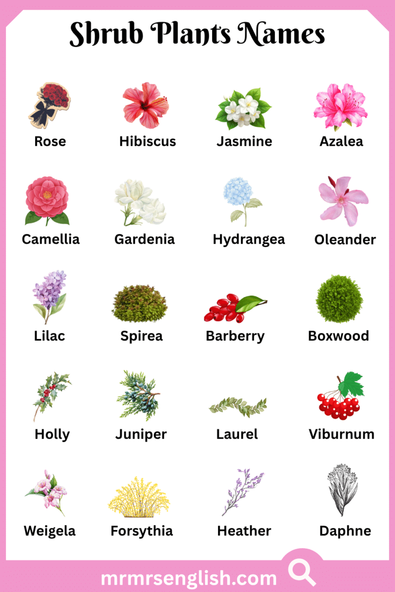 Shrub Plants Names in English with Their Pictures - MR MRS ENGLISH